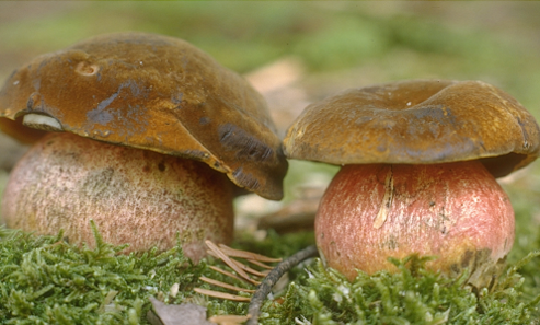 Champignons comestibles = Prudence ! SOCIETE MYCOLOGIQUE DU LIMOUSIN
