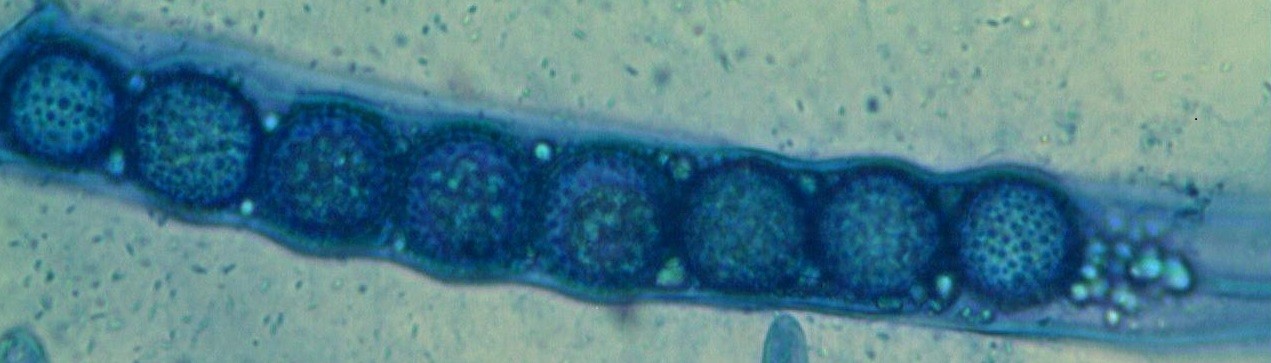 Champignons - Fiches & photos SOCIETE MYCOLOGIQUE DU LIMOUSIN